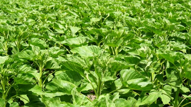 List of plants without flowers - Garden Design