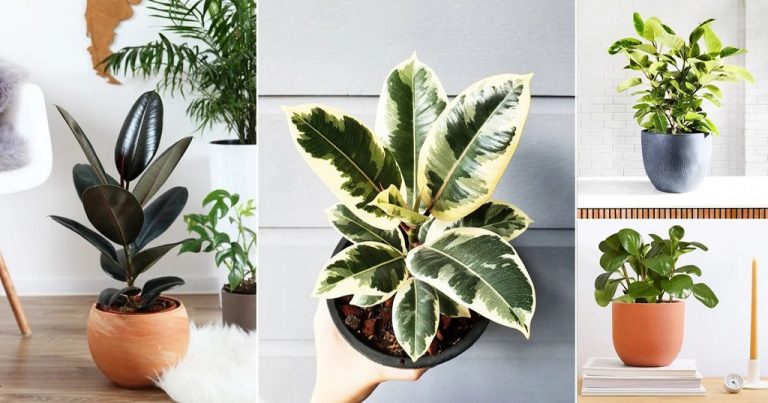 Are Rubber Trees Low Light? - Garden Design