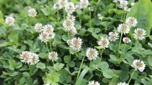 Will Clover Grow in Shade - Garden Design
