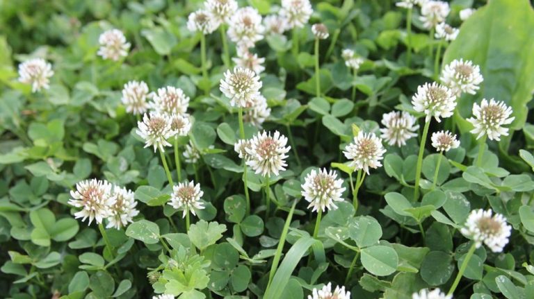 Will Clover Grow in Shade - Garden Design