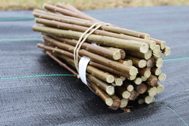 How to Plant Willow Cuttings: A Complete Step-by-Step Guide - Garden Design